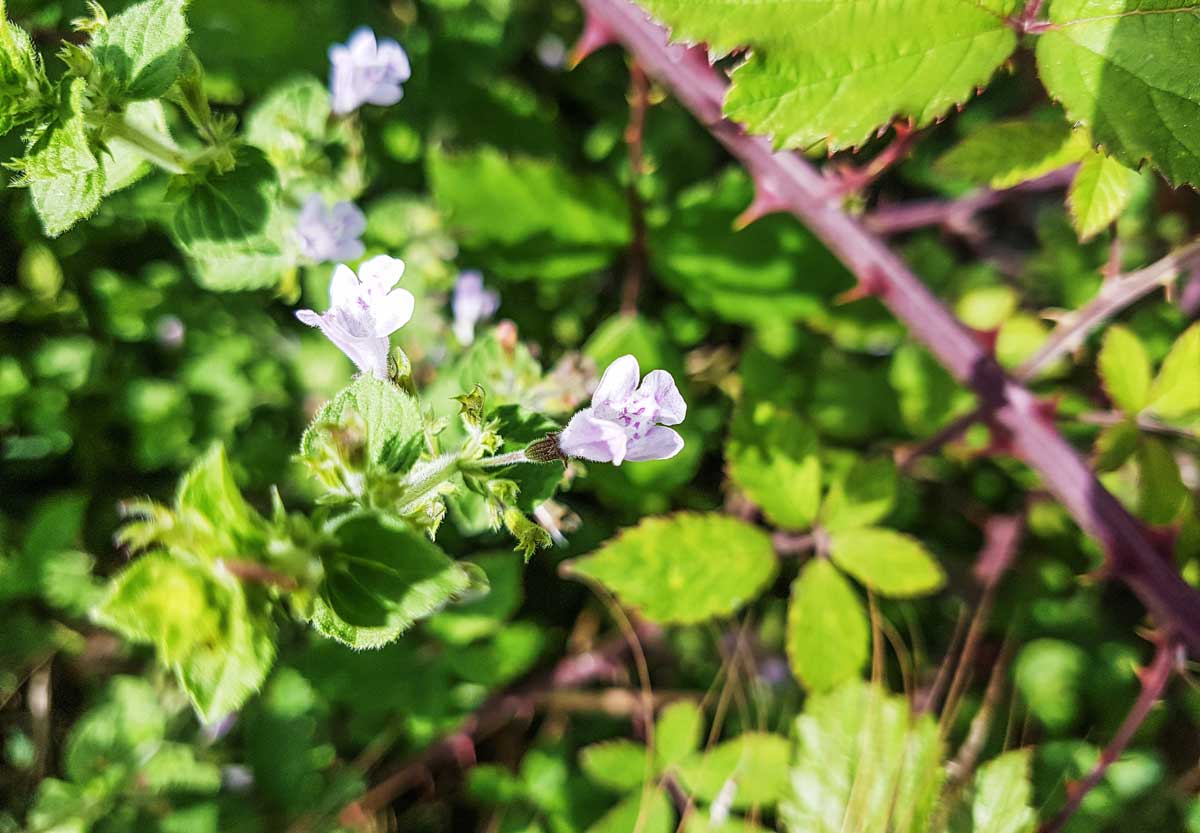 Mentuccia comune | Clinopodium nepeta, un'erba aromatica