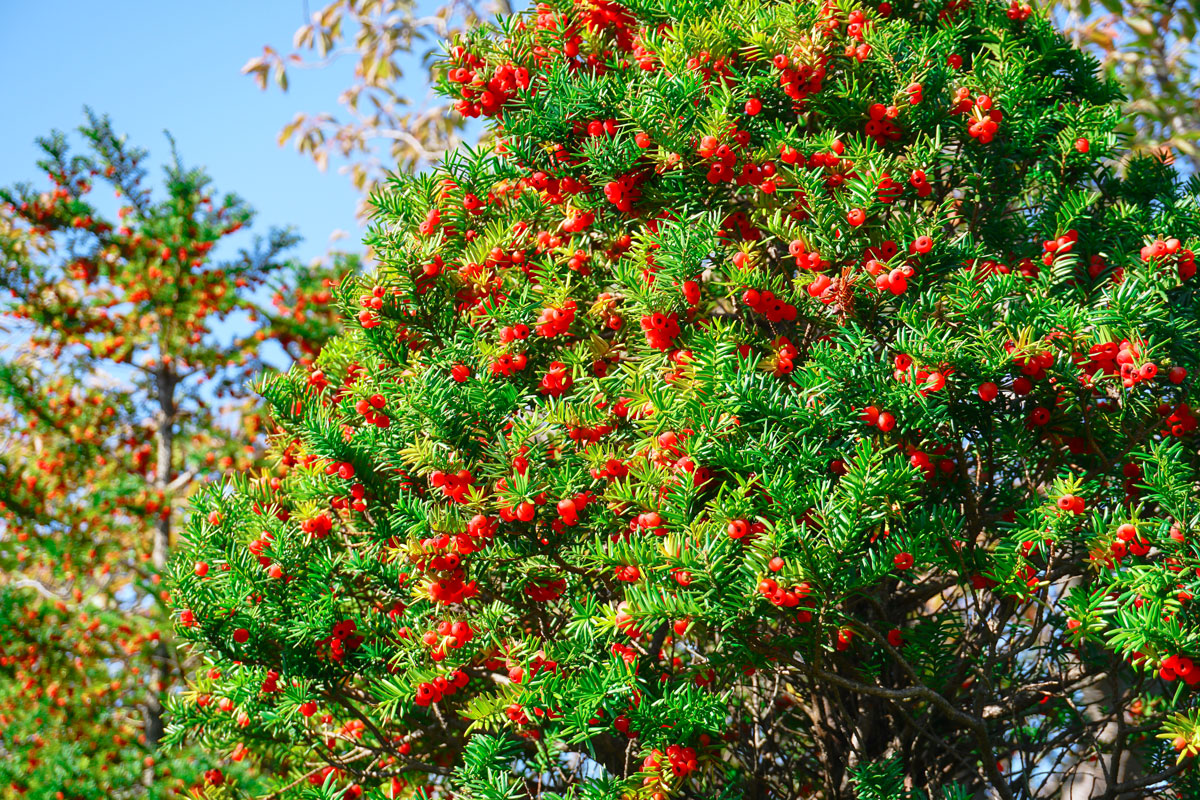 Taxus Baccata | L'albero del tasso comune - Giardinaggio, fiori ...