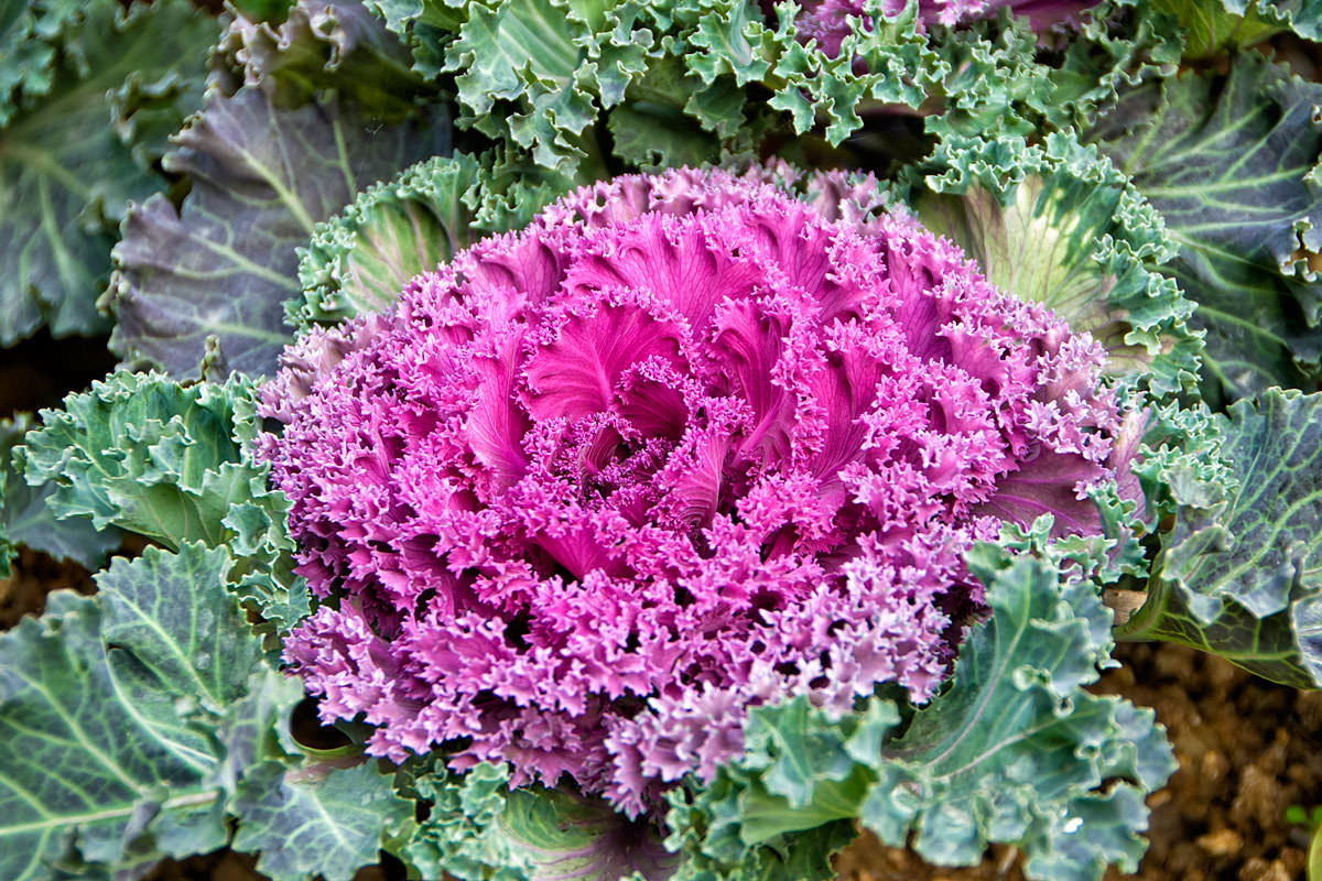 Cavolo riccio o Kale | Come coltivare questo ortaggio ornamentale