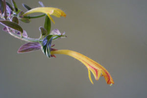 Columnea, la pianta delle foreste pluviali | Coltivazione