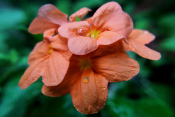 Crossandra | Regole per coltivazione e cura di questa pianta ornamentale