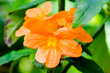 Crossandra | Regole per coltivazione e cura di questa pianta ornamentale