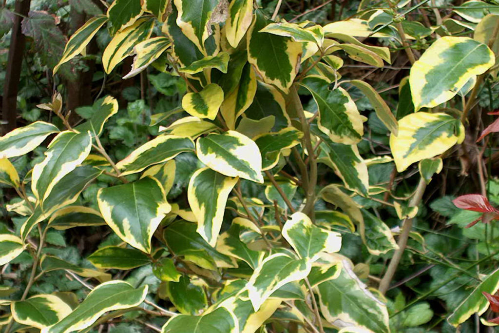 Edera rampicante sempreverde | Messa a dimora e talea