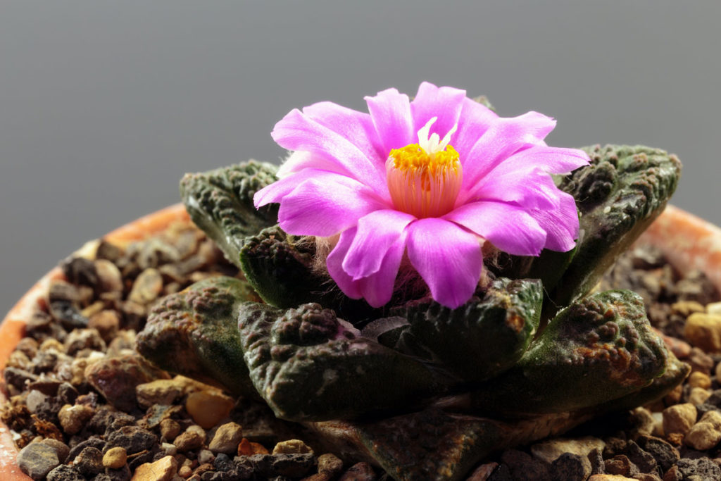 Lewisia, pianta succulenta con bei fiori | Guida alla coltivazione