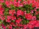 Piante perenni | 32 varietà per bordura, giardino, balcone e vaso