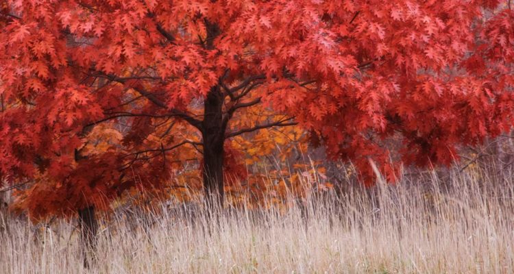 Quercia rossa | Cura e coltivazione della Quercia canadese