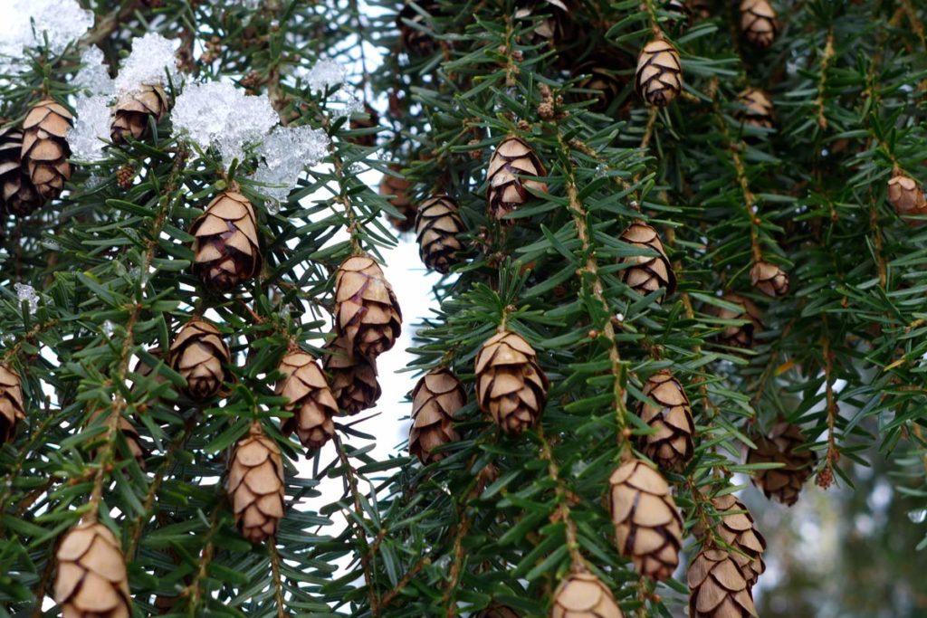 Pioppo: albero versatile e risorsa per paesaggio e industria ...