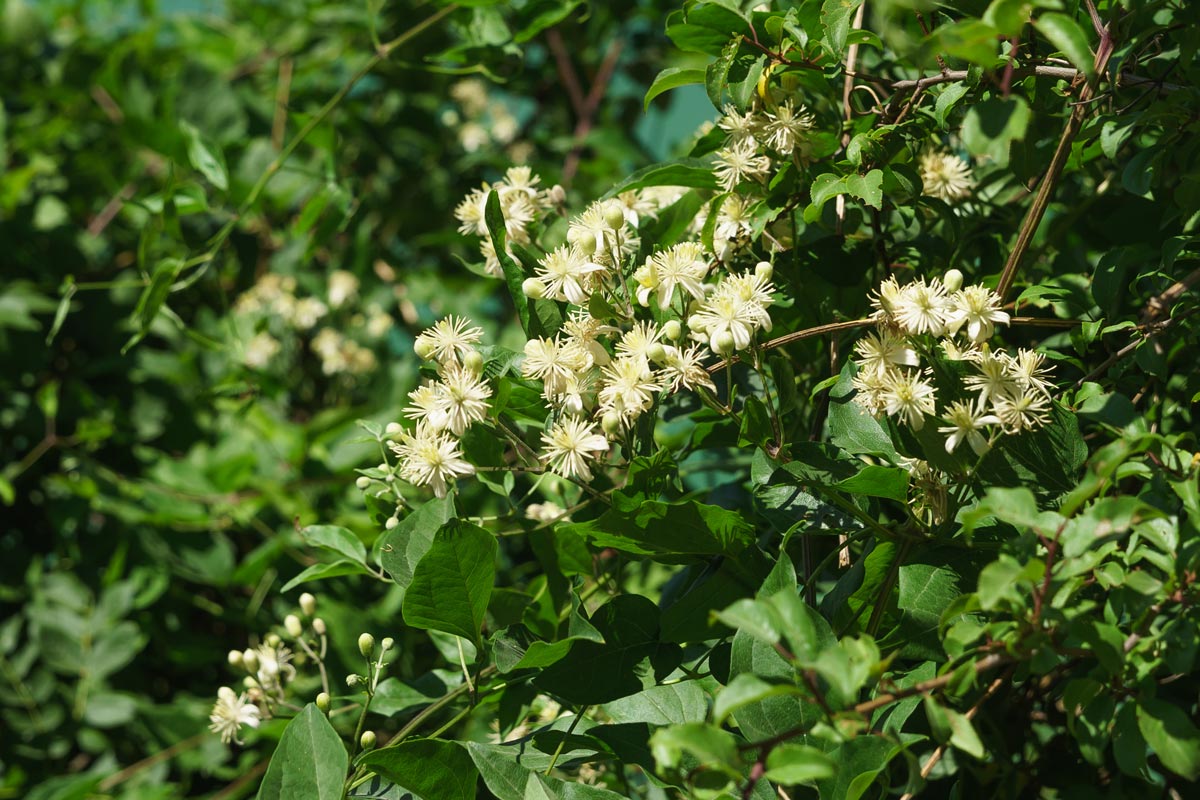 Vitalba, rampicante perenne | Coltivazione e proprietà