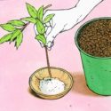 Moltiplicare l’Alloro per talea | Guida illustrata - Giardinaggio ...
