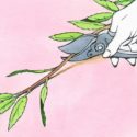 Moltiplicare l’Alloro per talea | Guida illustrata - Giardinaggio ...