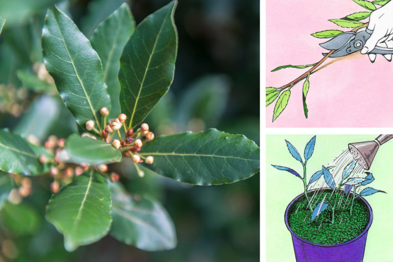 Moltiplicare l’Alloro per talea | Guida illustrata - Giardinaggio ...