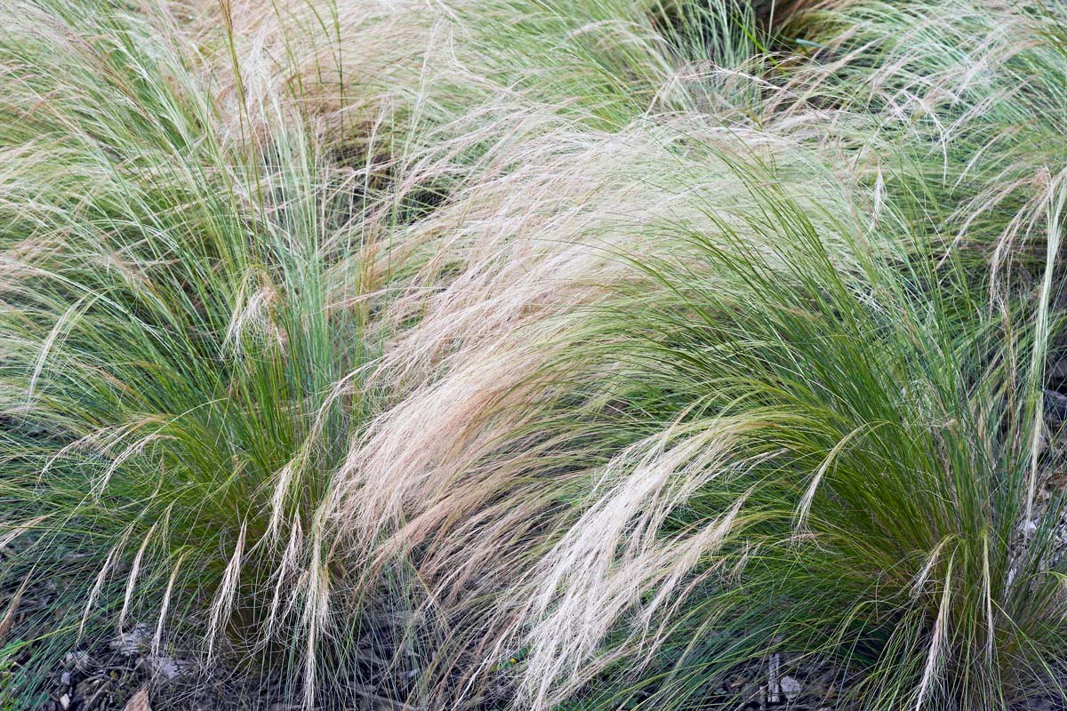 Stipa tenuissima | Cura e coltivazione della pianta dai capelli d’angelo