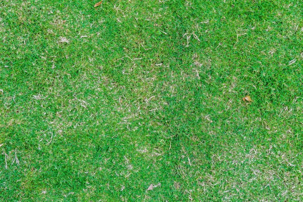 Gramignone, il prato rustico e calpestabile | Come piantarlo - Prato