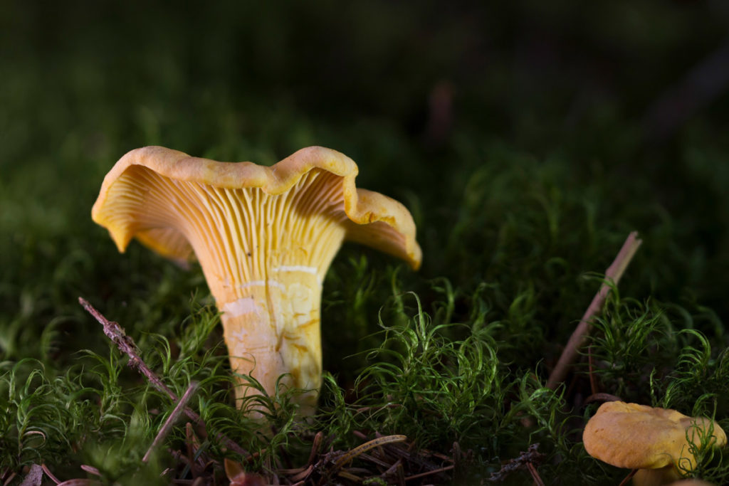 Cantharellus cibarius | Come riconoscere i finferli (o galletti) - Funghi