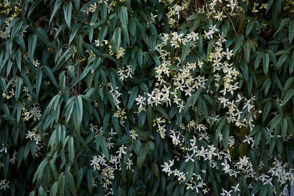 Stipa tenuissima | Cura e coltivazione della pianta dai capelli d’angelo