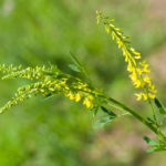 Issopo | Pianta aromatica officinale