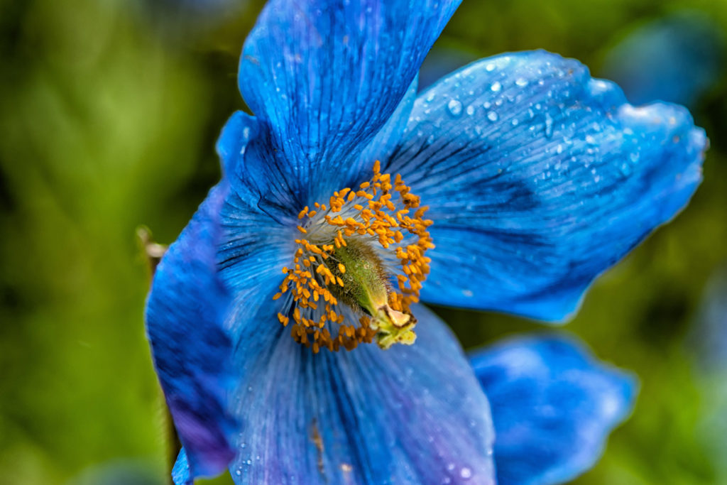 Papavero blu dell'Himalaya | Caratteristiche e coltivazione