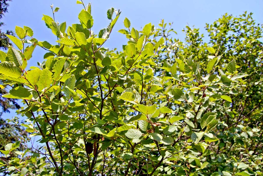 Quercia rossa | Cura e coltivazione della Quercia canadese