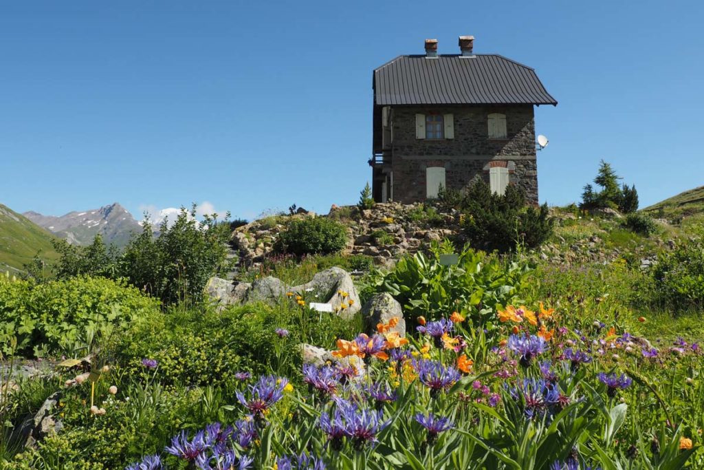 Flora italiana | Ogni regione ha la sua pianta simbolo - Giardinaggio ...
