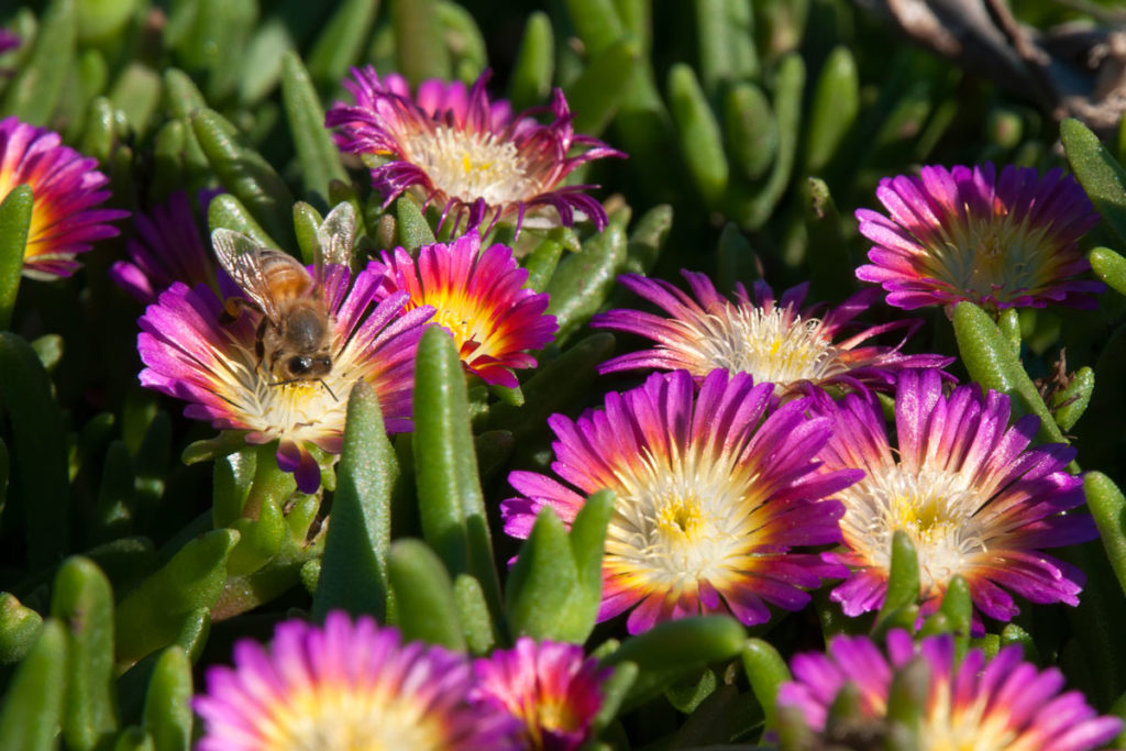 Piante Grasse | Cactacee, succulente, semprevivi: un elenco completo