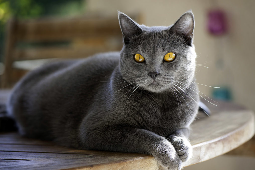 Gatto certosino | Dolce, tranquillo e dal caratteristico pelo grigio