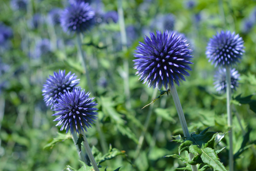 Echinops sphaerocephalus | Coltivare il cardo pallottola - Giardinaggio