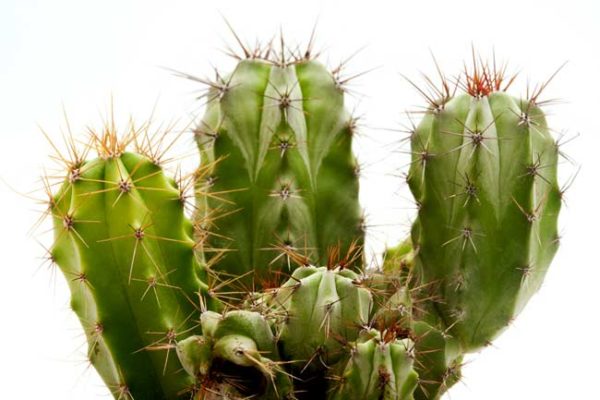 Polaskia chichipe | Cactus da appartamento - Piante grasse - Giardinaggio