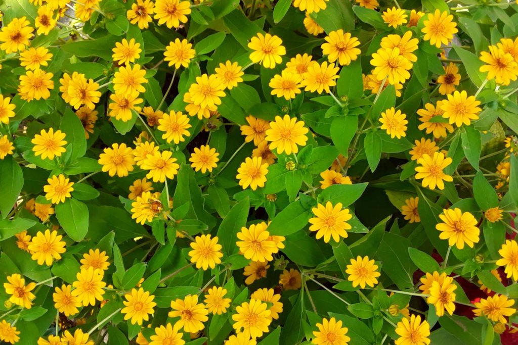 Sanvitalia | Caratteristiche e coltivazione della zinnia strisciante ...