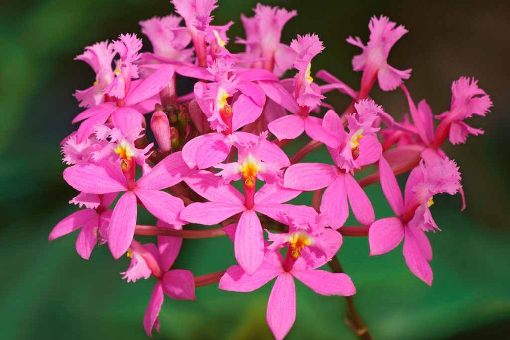 Bromelia pianta | Come si cura - Giardinaggio, fiori, animali e ...
