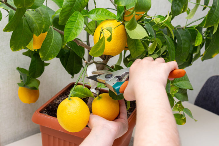 Potatura del Limone: Guida Pratica per Coltivare alberi di limone