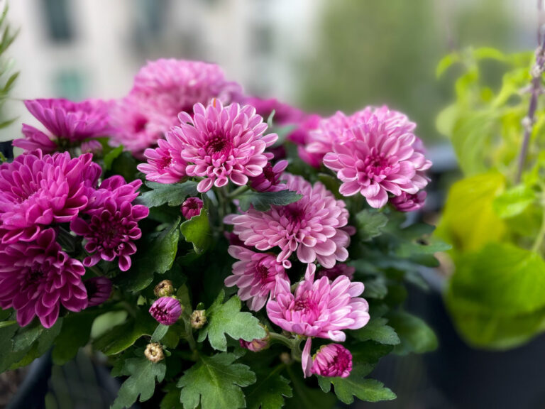 Beole: caratteristiche e posa - Giardinaggio, fiori, animali e ...