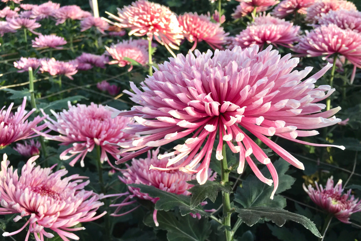 Crisantemo spider | Pianta elegante e decorativa - Giardinaggio, fiori ...