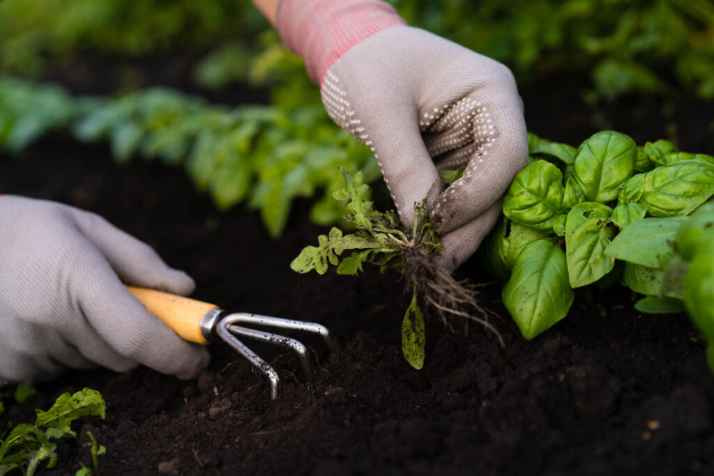 Moltiplicare l’Alloro per talea | Guida illustrata - Giardinaggio ...