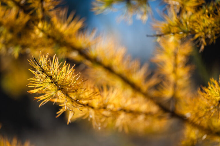 Larice | Caratteristiche, coltivazione e utilizzi del legno ...
