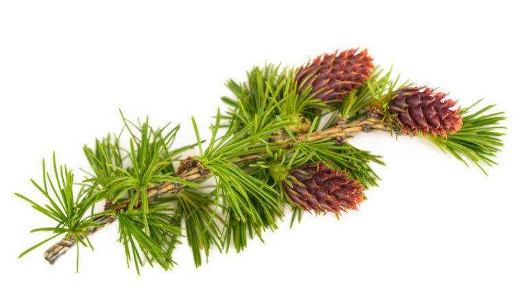 Larice | Caratteristiche, coltivazione e utilizzi del legno ...