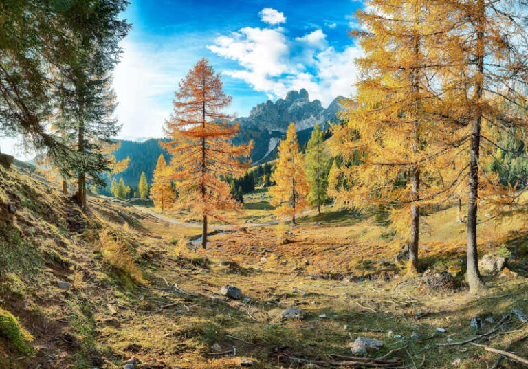 Larice | Caratteristiche, coltivazione e utilizzi del legno ...