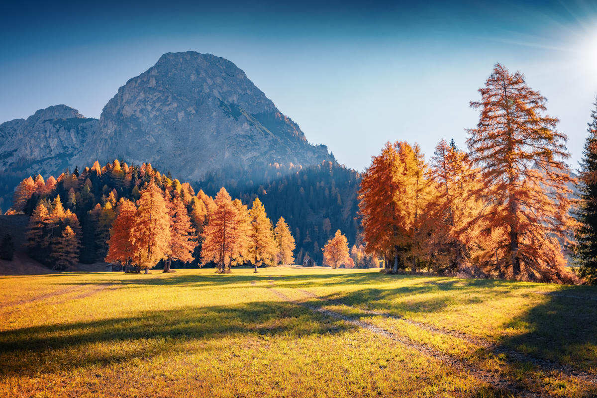 Larice | Caratteristiche, coltivazione e utilizzi del legno - Giardinaggio, fiori, animali e ...