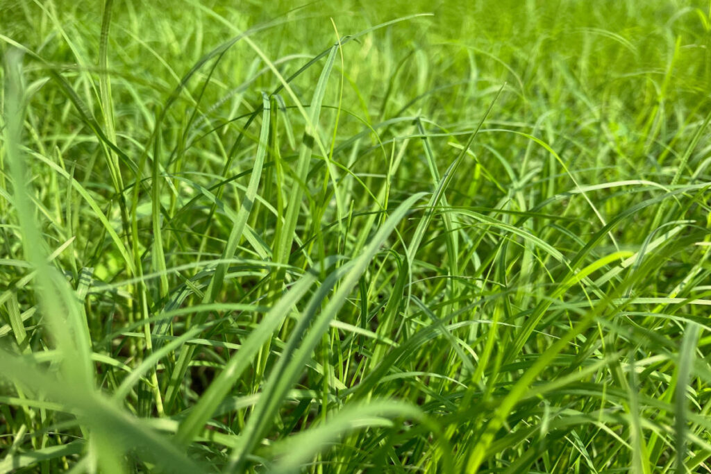 Gramignone, il prato rustico e calpestabile | Come piantarlo - Prato