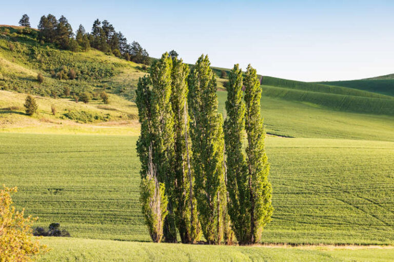 Pioppo: albero versatile e risorsa per paesaggio e industria ...