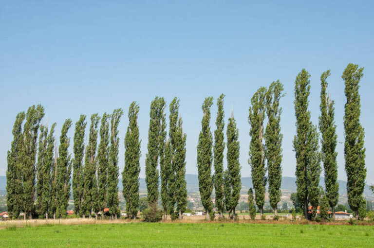 Pioppo: albero versatile e risorsa per paesaggio e industria ...