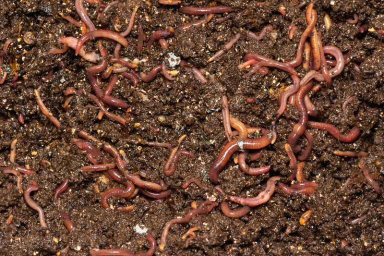 Humus di lombrico: come si produce e perché migliora il terreno ...