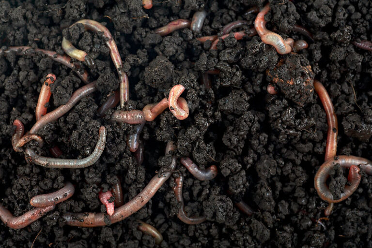 Humus di lombrico: come si produce e perché migliora il terreno ...