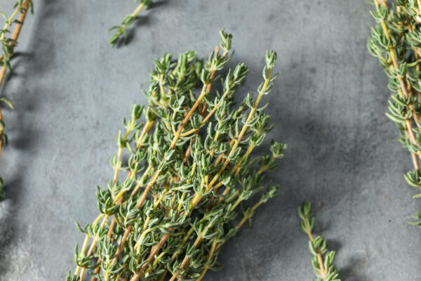 Timo: coltivazione, utilizzi e segreti di questa pianta aromatica ...